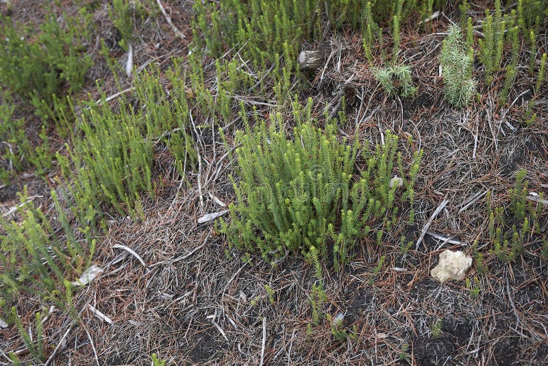 Erica multiflora plants stock photo. Image of leaf, close - 165052024