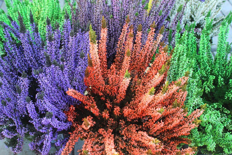 Erica Plants Iin Different Colors Stock Photo - Image of colors, plant ...