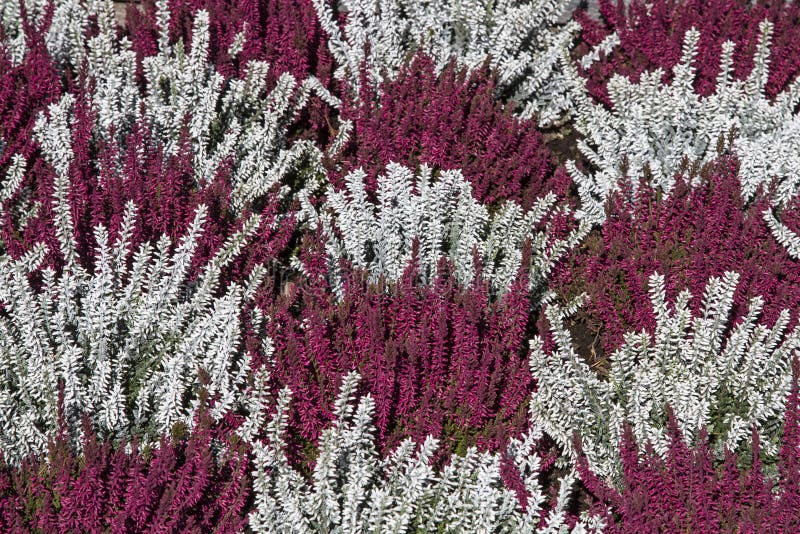 Erica plants stock photo. Image of busch, purple, erica - 47728512