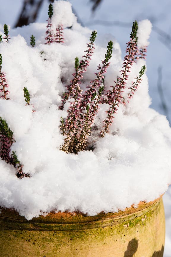 Erica with snow stock image. Image of outdoor, head, flower - 33307275
