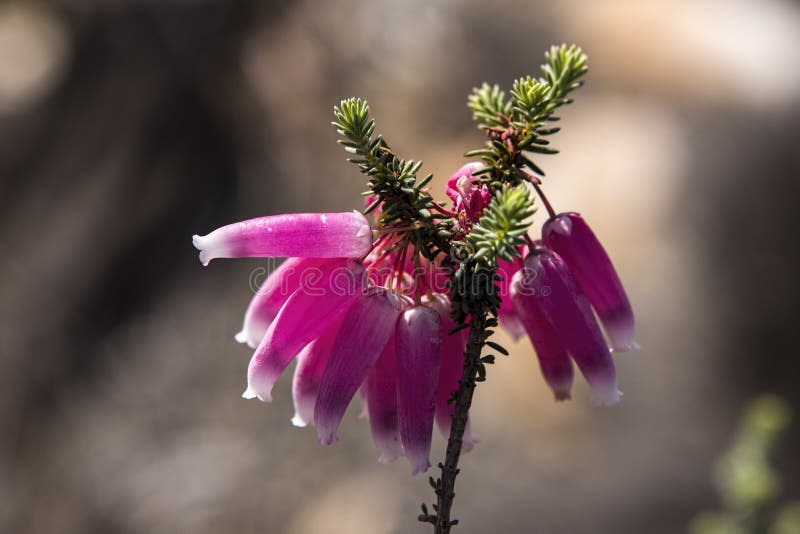 Erica Versicolor Fynbos Flower Karoo Africa Stock Image - Image of ...