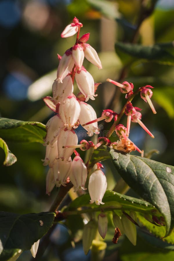 Ericaceae Has Many White Flowers. Stock Image - Image of blooming ...