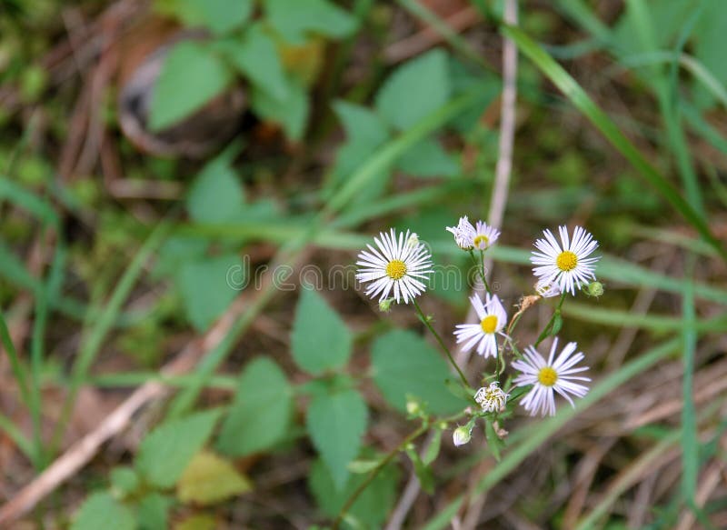 Aster blanco foto de archivo. Imagen de color, florecimiento - 91178136