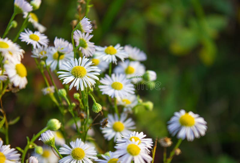 Erigeron Annuus Annual Fleabane, Daisy Fleabane, or Eastern Daisy ...