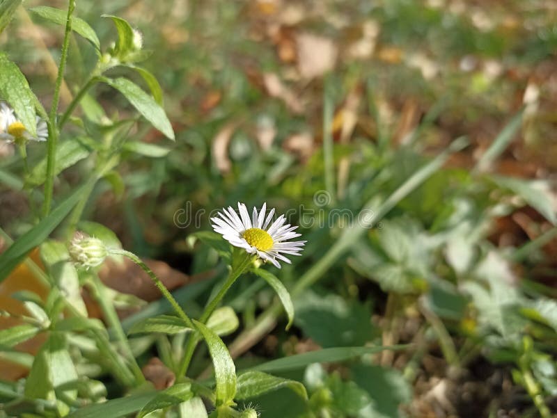 Erigeron Annuus, the Annual Fleabane, Daisy Fleabane, Eastern Daisy ...