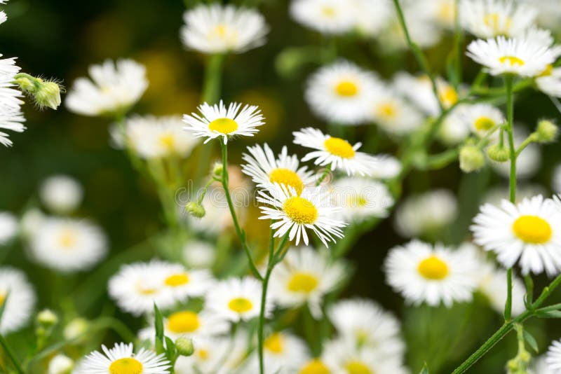 Erigeron Annuus Annual Fleabane, Daisy Fleabane Eastern Daisy Fleabane ...