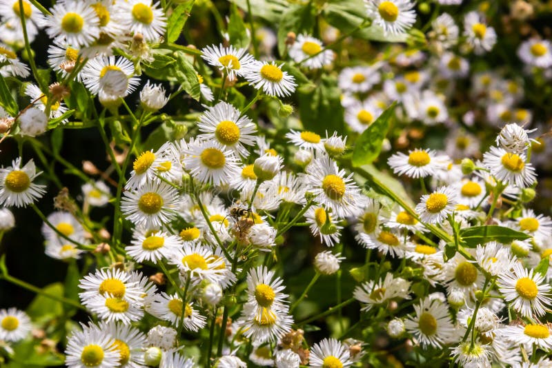 Erigeron Annuus Known As Annual Fleabane, Daisy Fleabane, or Eastern ...