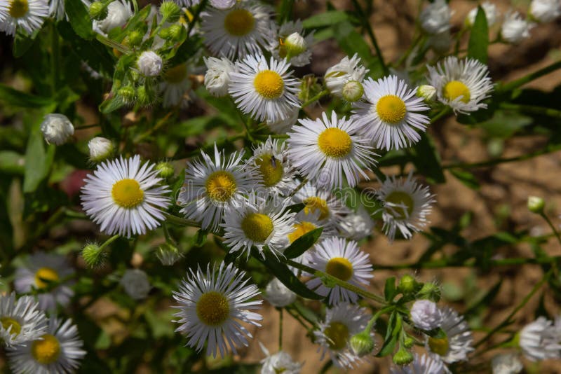 Erigeron Annuus Known As Annual Fleabane, Daisy Fleabane, or Eastern ...