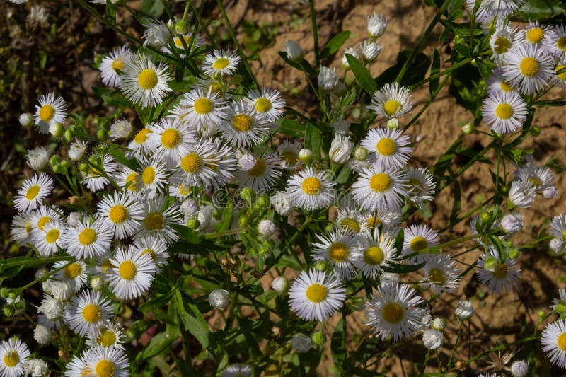 Erigeron Annuus Known As Annual Fleabane, Daisy Fleabane, or Eastern ...