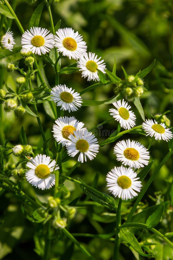 Erigeron Annuus Known As Annual Fleabane, Daisy Fleabane, or Eastern ...