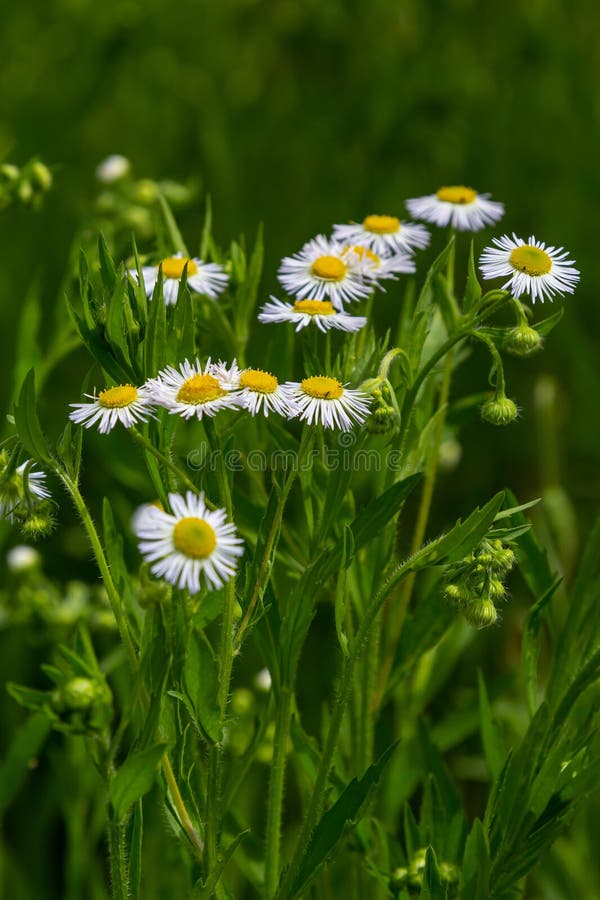 Erigeron Annuus Known As Annual Fleabane, Daisy Fleabane, or Eastern ...
