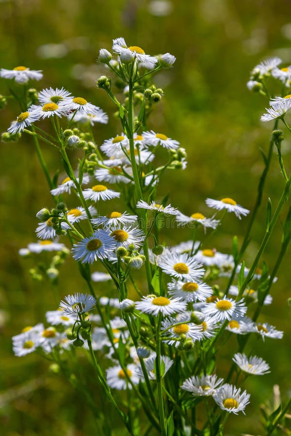 Erigeron Annuus Known As Annual Fleabane, Daisy Fleabane, or Eastern ...