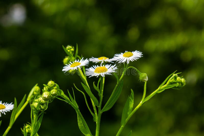 Erigeron Annuus Known As Annual Fleabane, Daisy Fleabane, or Eastern ...