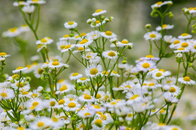 Erigeron Annuus Known As Annual Fleabane, Daisy Fleabane, or Eastern ...