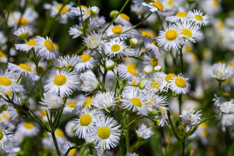 Erigeron Annuus Known As Annual Fleabane, Daisy Fleabane, or Eastern ...