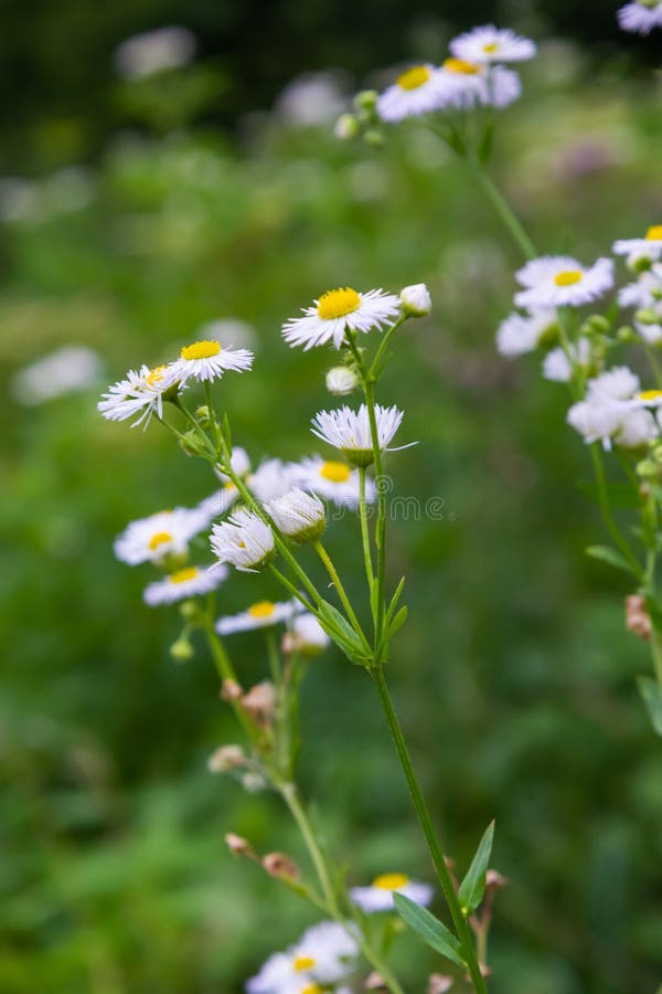 Erigeron Annuus in Summer , Annual Fleabane , Daisy Fleabane Stock ...