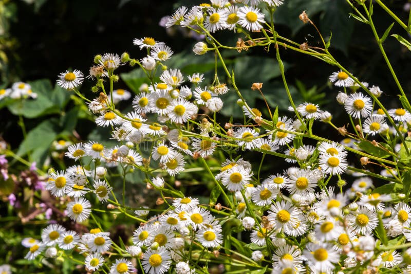 Erigeron Annuus in Summer , Annual Fleabane , Daisy Fleabane Stock ...