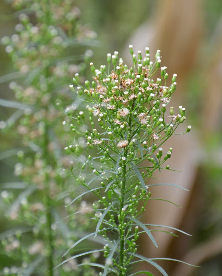 Erigeron Canadensis Conyza Canadensis Known As Horseweed Stock Image ...