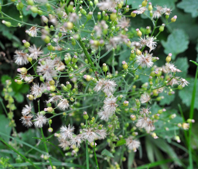 Erigeron Canadensis Grows in Nature Stock Image - Image of environment ...