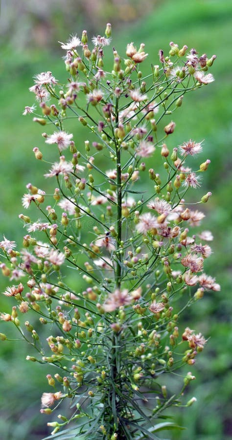 Erigeron Canadensis Grows in Nature Stock Image - Image of erigeron ...