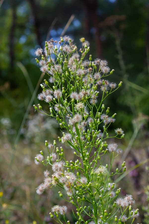 Erigeron Canadensis Grows in the Wild in Summer Stock Photo - Image of ...