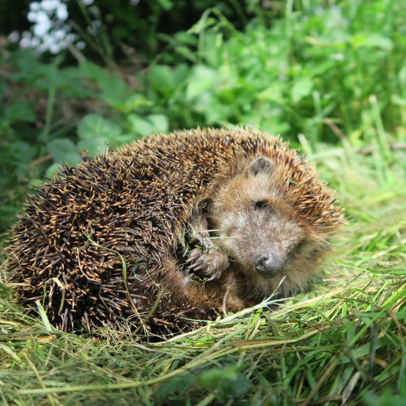 Erinaceidae stock image. Image of fauna, hairy, small - 55153817
