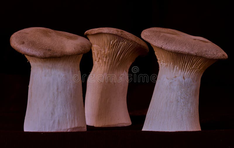 Eringi Mushrooms Grow on a Black Background Stock Photo - Image of ...