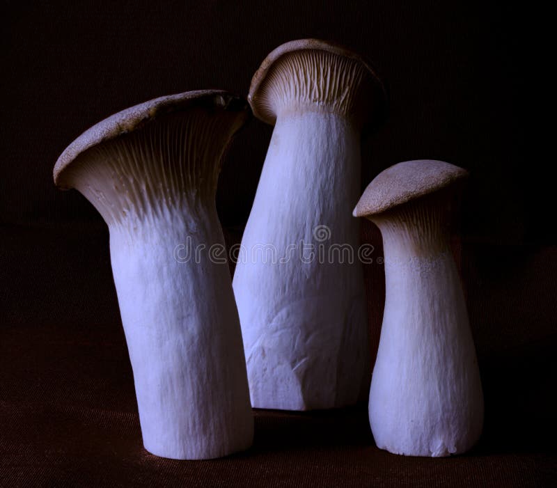 Eringi Mushrooms Grow on a Black Background Stock Image - Image of ...