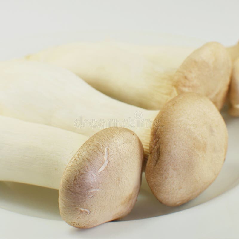 Eringi Mushroom stock image. Image of healthy, tree, ingredient - 30538811