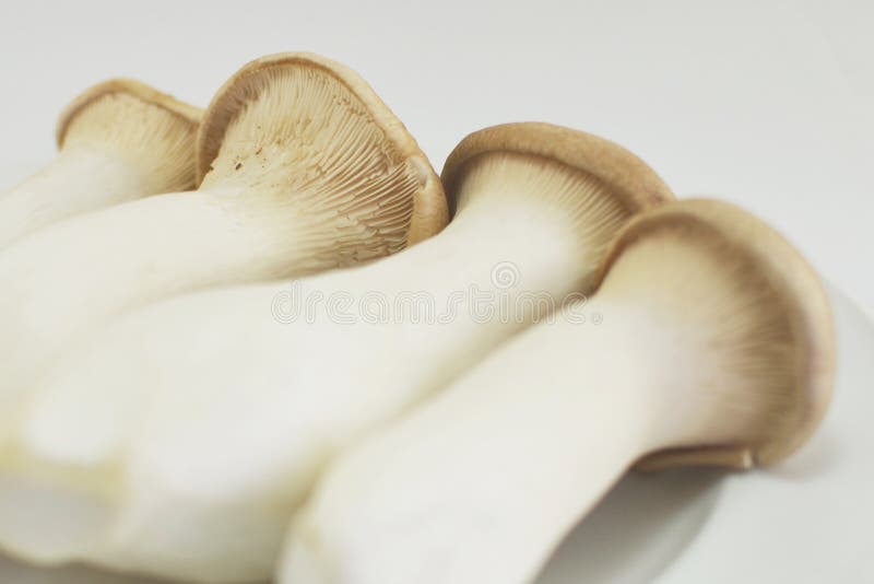 Eringi Mushroom stock image. Image of healthy, tree, ingredient - 30538811