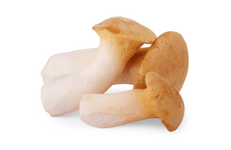 Eringi Mushrooms Isolated on White Background Stock Image - Image of ...