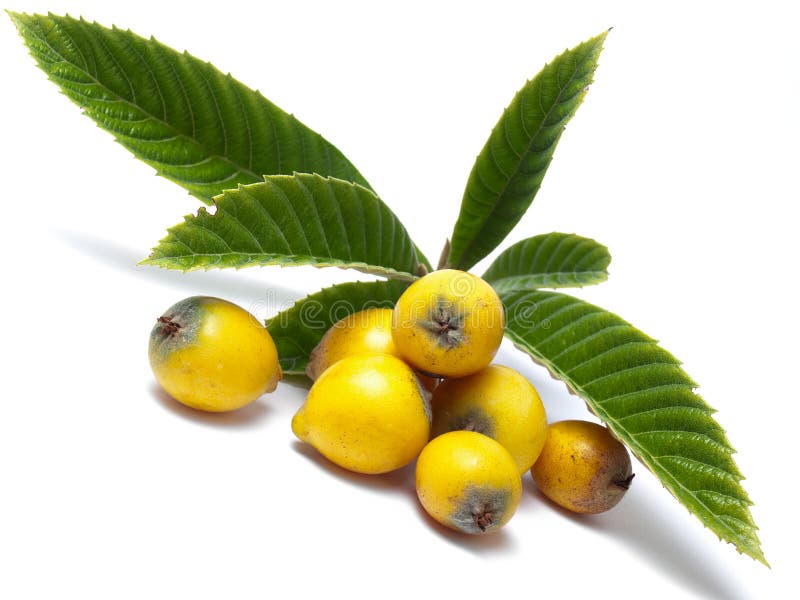 Eriobotrya japonica stock image. Image of plum, leaf - 25187255