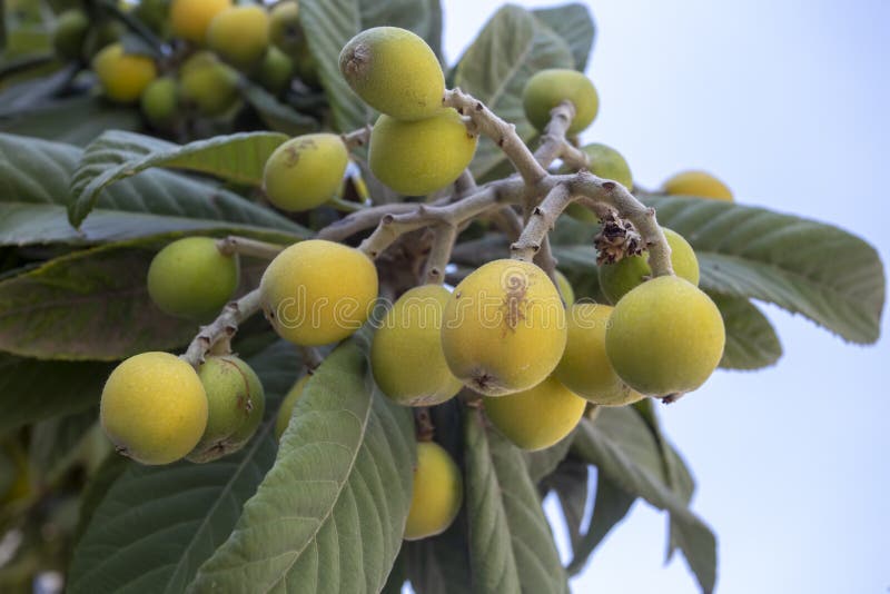 Eriobotrya Japonica Tree, Fresh Fruit Tree in Garden Stock Image ...