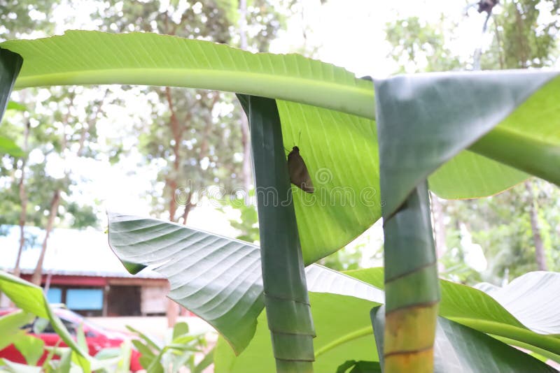 Erionota thrax stock image. Image of thrax, macro, outdoor - 201258207