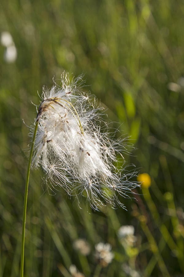 Eriophorum stock image. Image of peat, grass, green, sour - 56268541