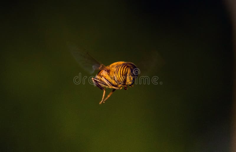 Eristalinus: Fascinating Insects in Macro Photography Stock Photo ...