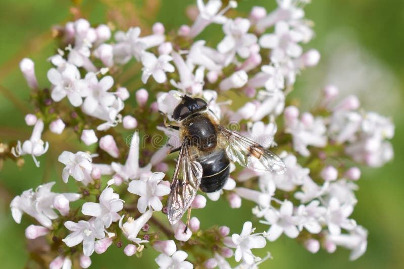 Eristalis Rupium Spot-winged Drone Fly Female Stock Image - Image of ...