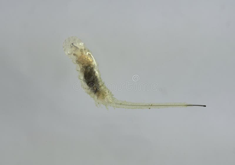 Red insect larva stock photo. Image of bugs, animal, details - 26524304