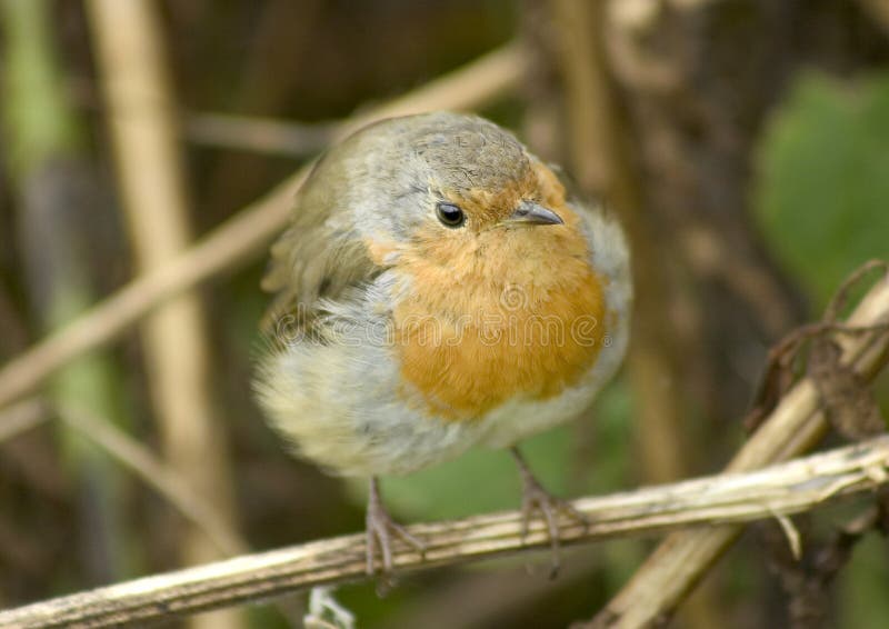 Erithacus rubecula stock photo. Image of garden, look, branch - 359994
