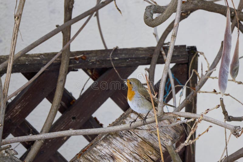 (Erithacus Rubecula), Also Called the Red Robin Stock Photo - Image of ...