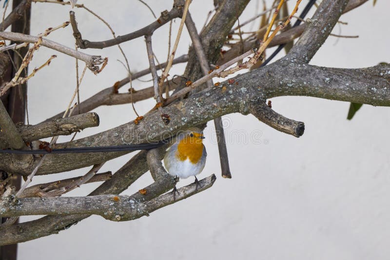 (Erithacus Rubecula), Also Called the Red Robin Stock Photo - Image of ...