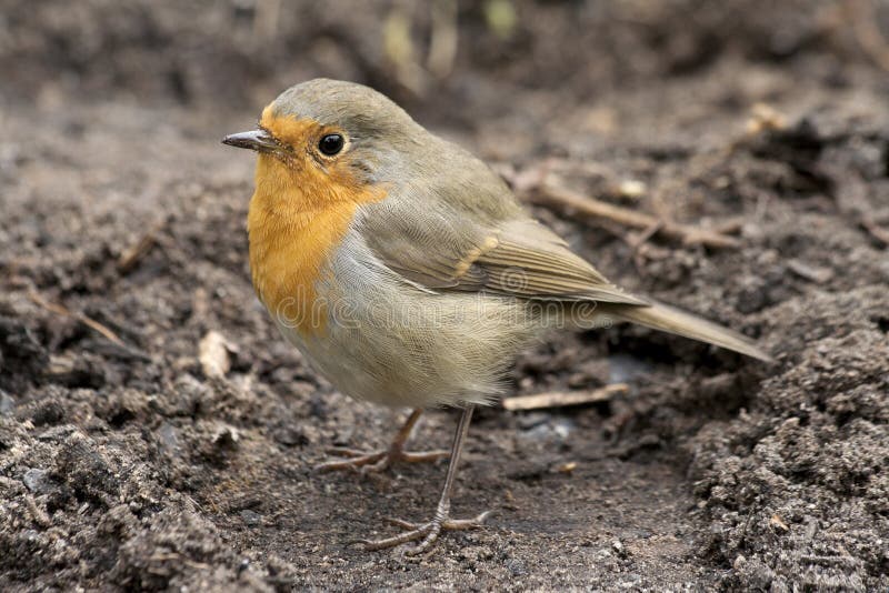 Erithacus Rubecula on Ground. Robin Bird. Stock Photo - Image of ...
