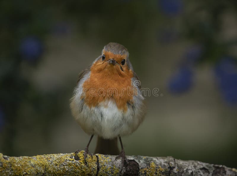 Robin on a post stock photo. Image of redbreast, shot - 203361964