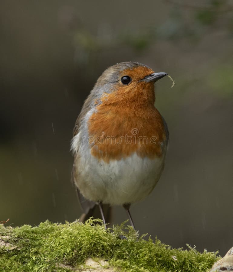 Robin on a post stock image. Image of handlen, bird - 203362175