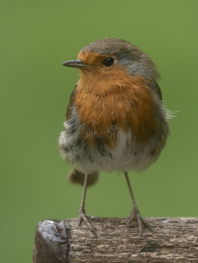 Robin on a post stock photo. Image of robin, wings, small - 203361632