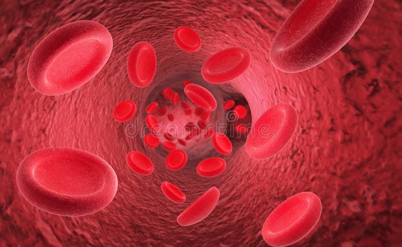 Eritrociti Dei Globuli Rossi Nell'interno Di Arterioso O Di Capillar ... Eritrociti Dei Globuli Rossi Nell'interno Di Arterioso O Di Capillar ...
