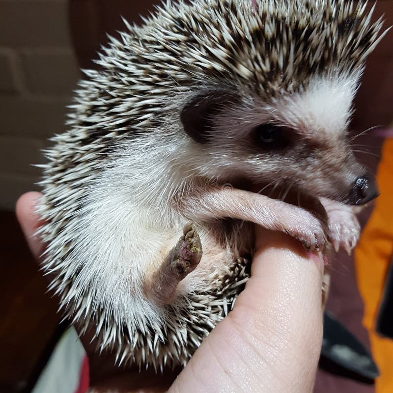 Eriza stock image. Image of eribeb, tender, little, baby - 79706629