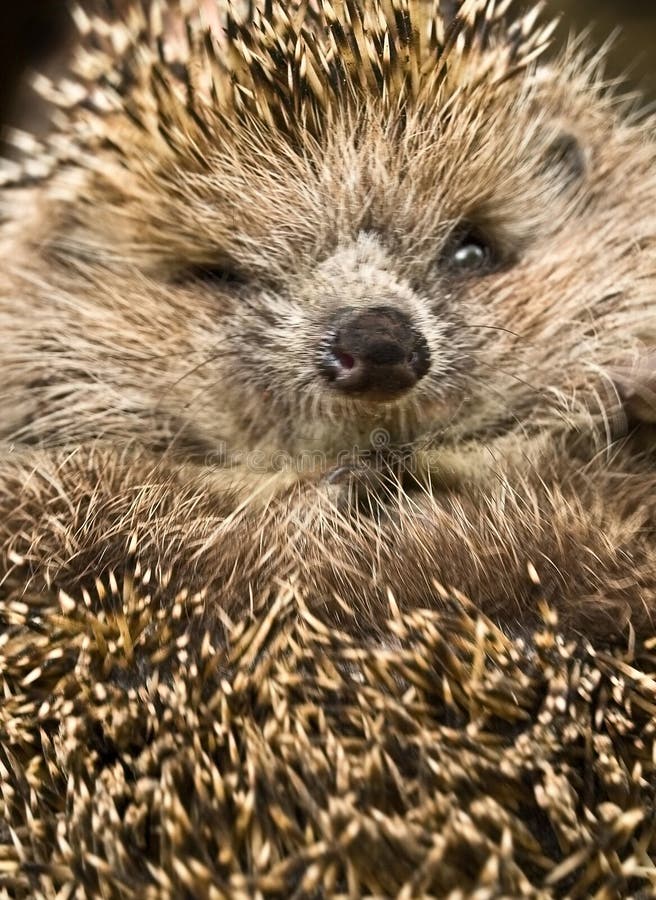 Erizo foto de archivo. Imagen de aislado, facial, fauna - 13589622