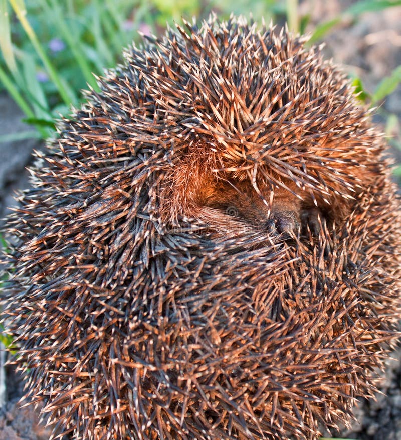 Erizo Que Hiberna En Hojas De Otoño Marrones De Oro Imagen de archivo ...