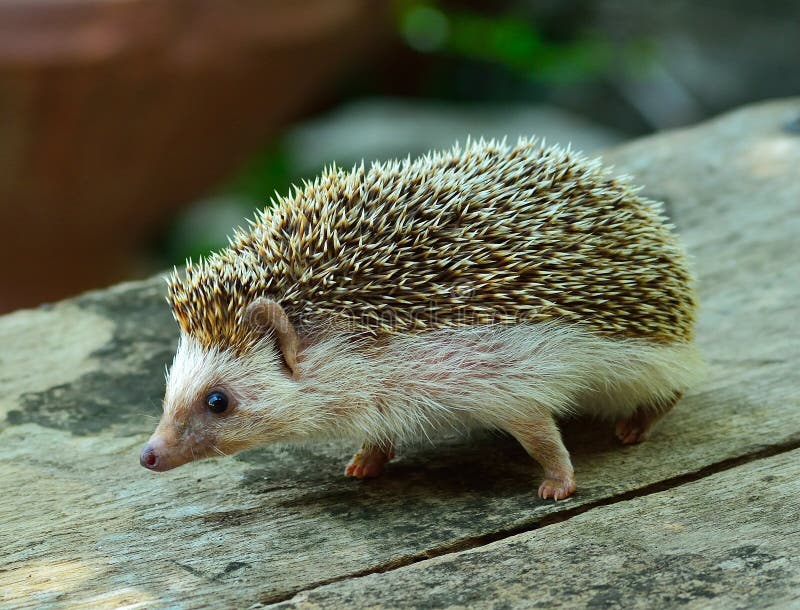 Erizo foto de archivo. Imagen de estudio, encantador - 32405662